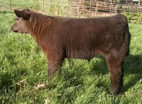 MITTAG Blog: Monopoly Bull Calf